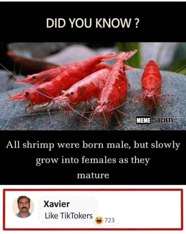 Are all shrimp born males?