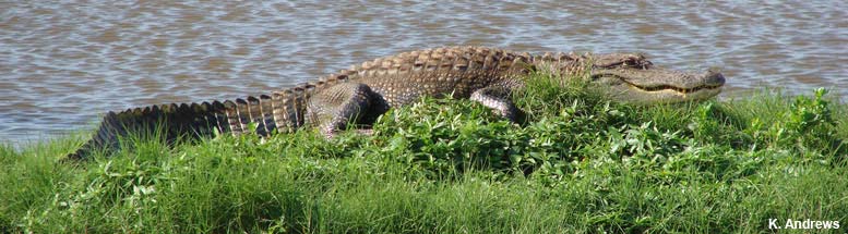 Are alligators safe to be around?