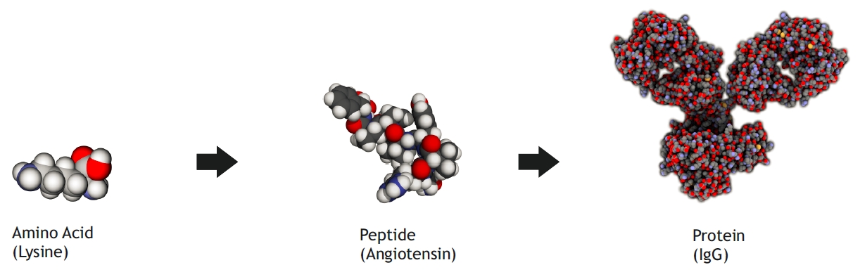 Are amino acids the same in protein?