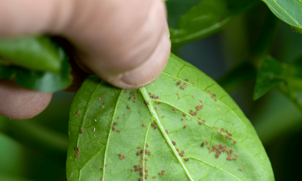 Are aphids poisonous?