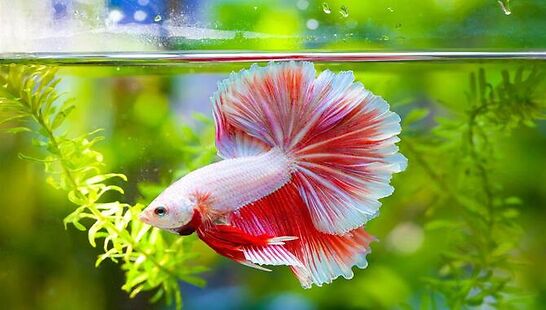 Are Bettas OK in hard water?