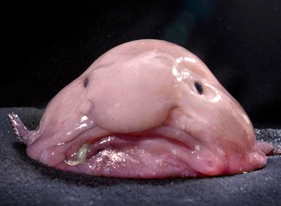 Are blobfish going extinct?