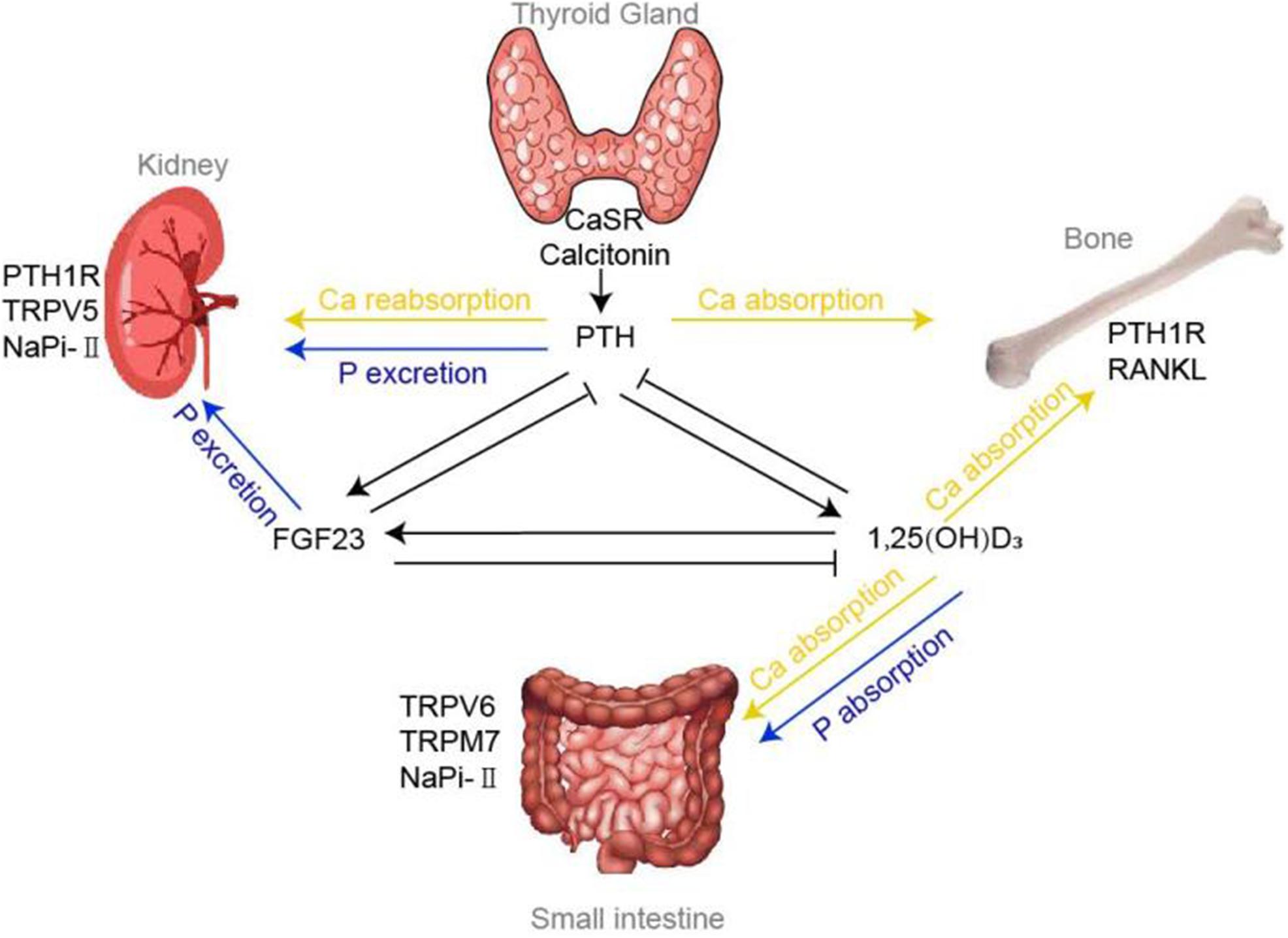 Are calcium and phosphate opposites?