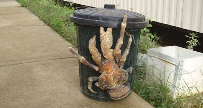 Are coconut crabs dangerous?
