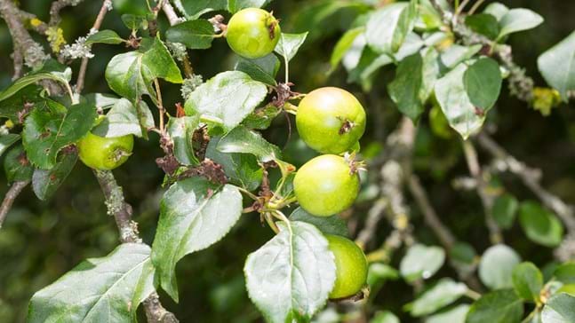 Are crab apples native to Britain?