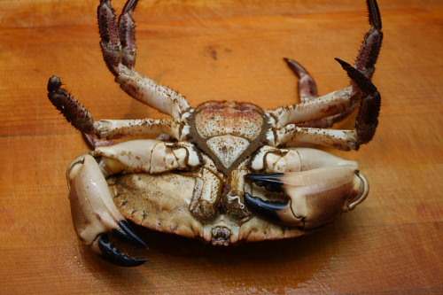 Are crabs hard to kill?