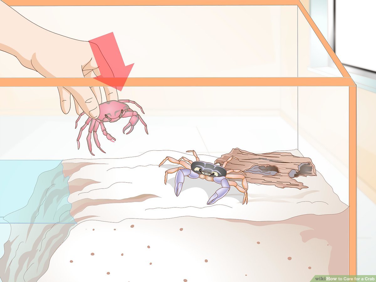 Are crabs hard to take care of?