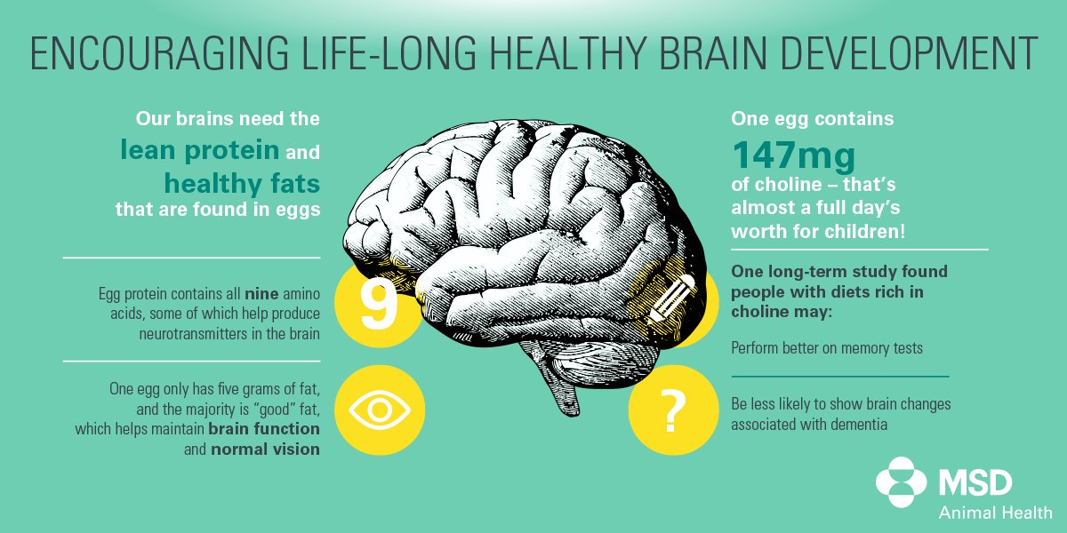 Are eggs good for brain development?