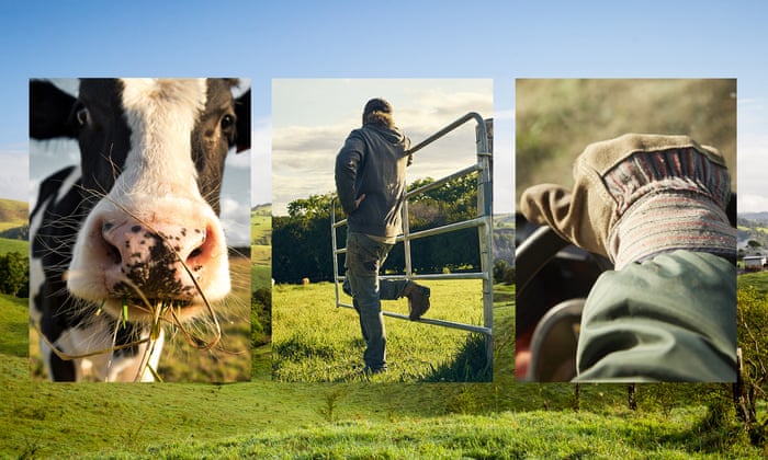 Are family-run dairy farms good for the environment?