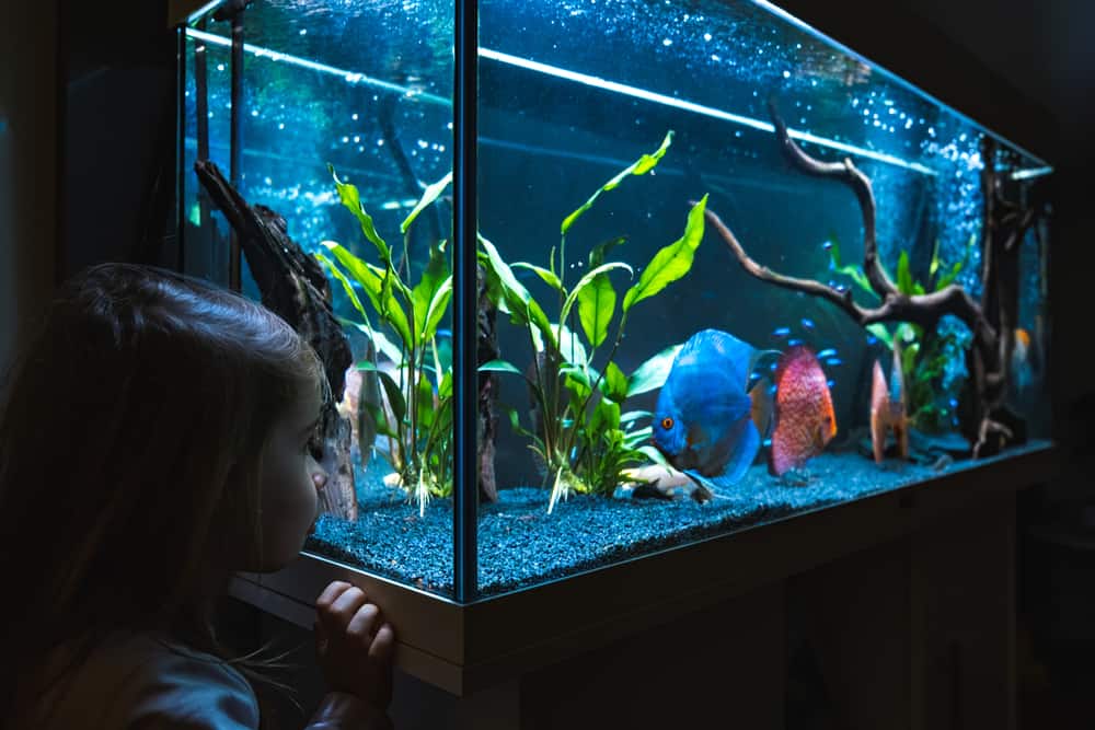 Are fish aquariums cruel?