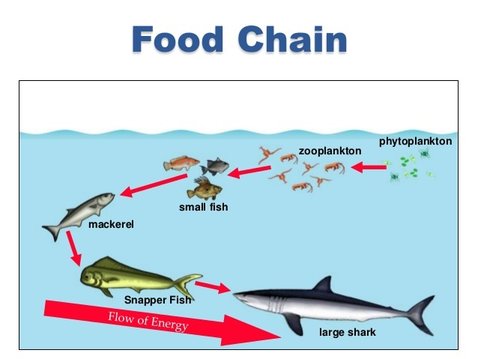 Are fish at the bottom of the food chain?