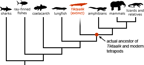 Are fish closely related to reptiles?