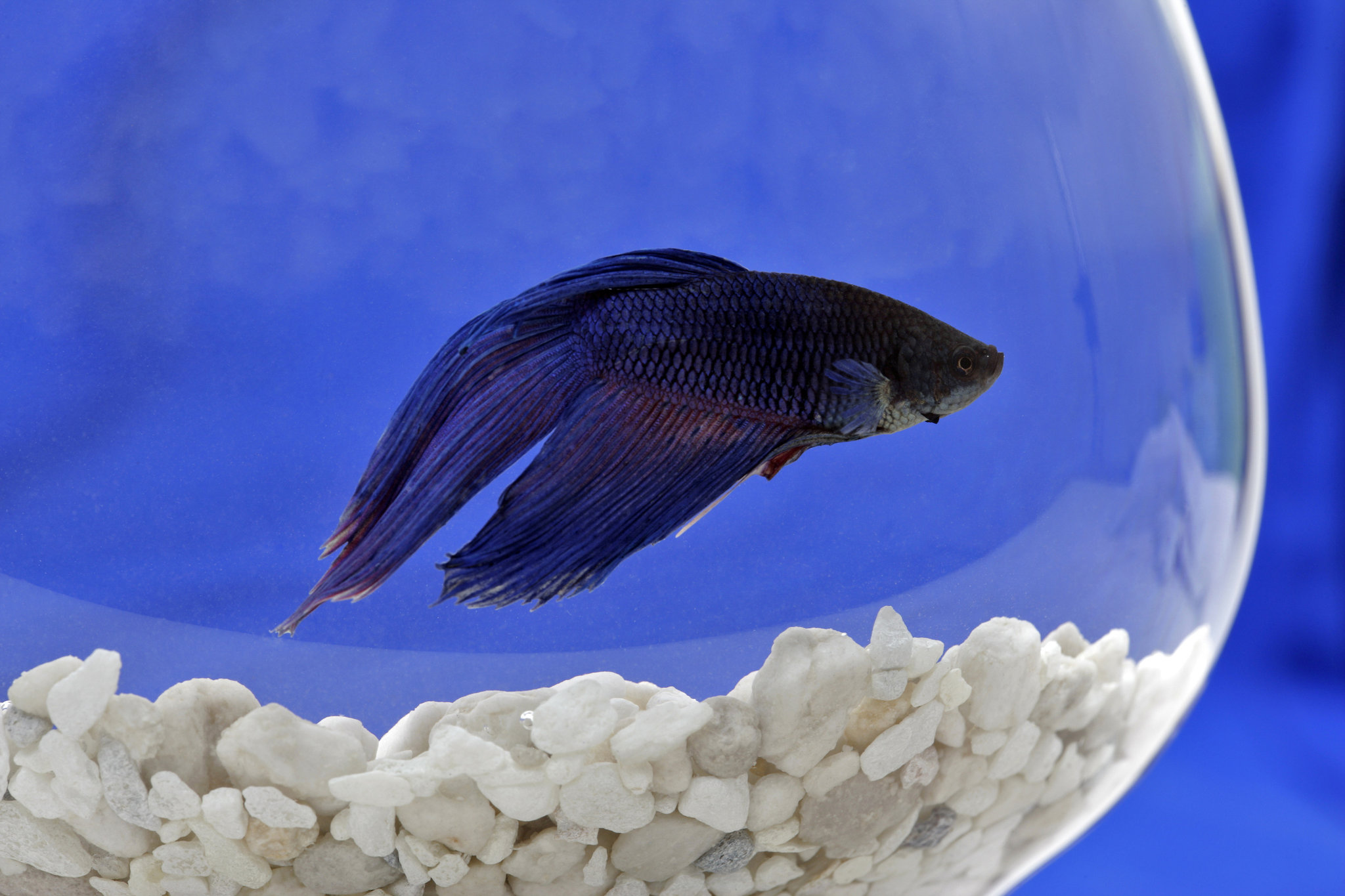 Are fish sad in aquariums?