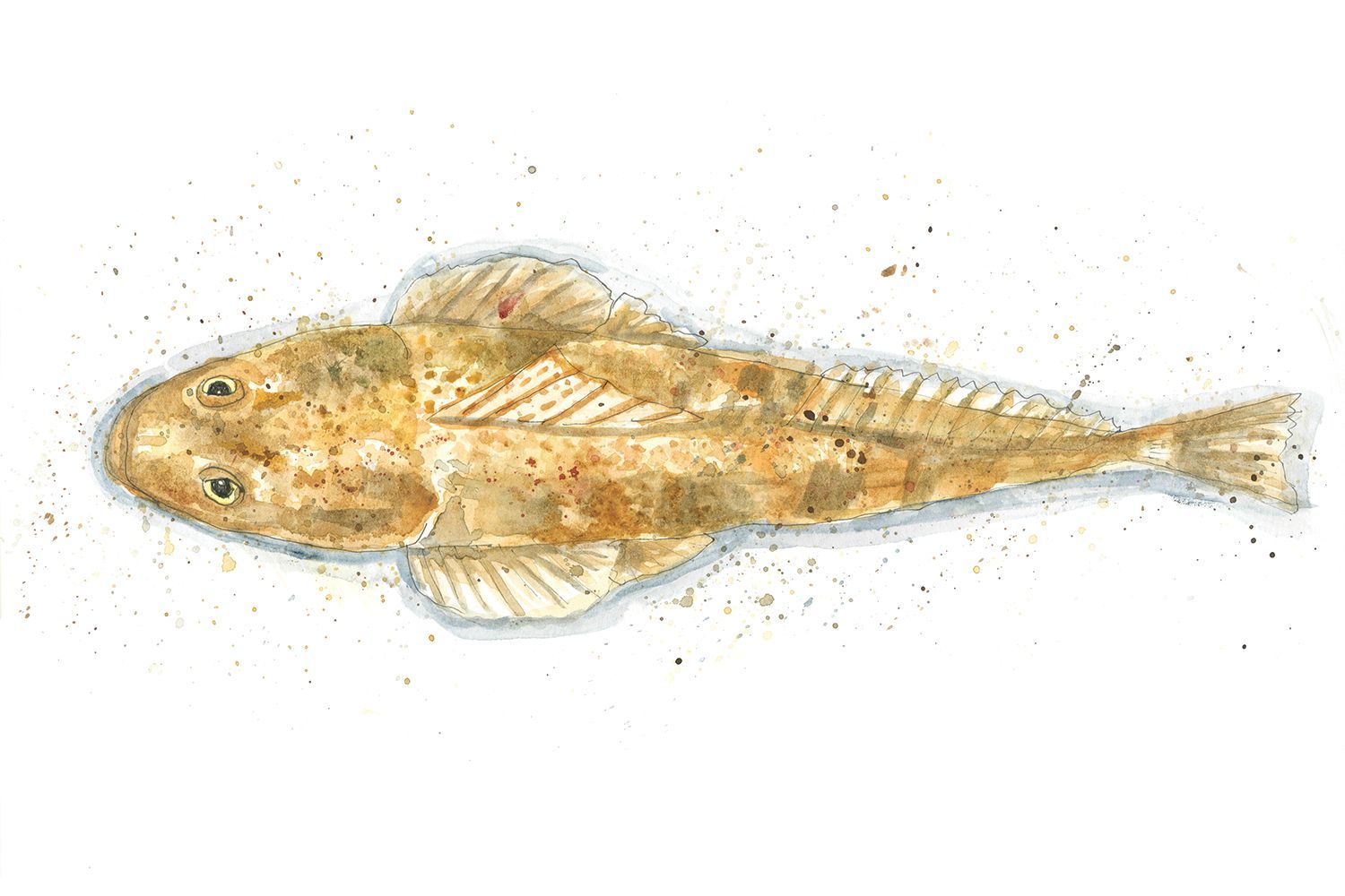 Are flatheads tasty?