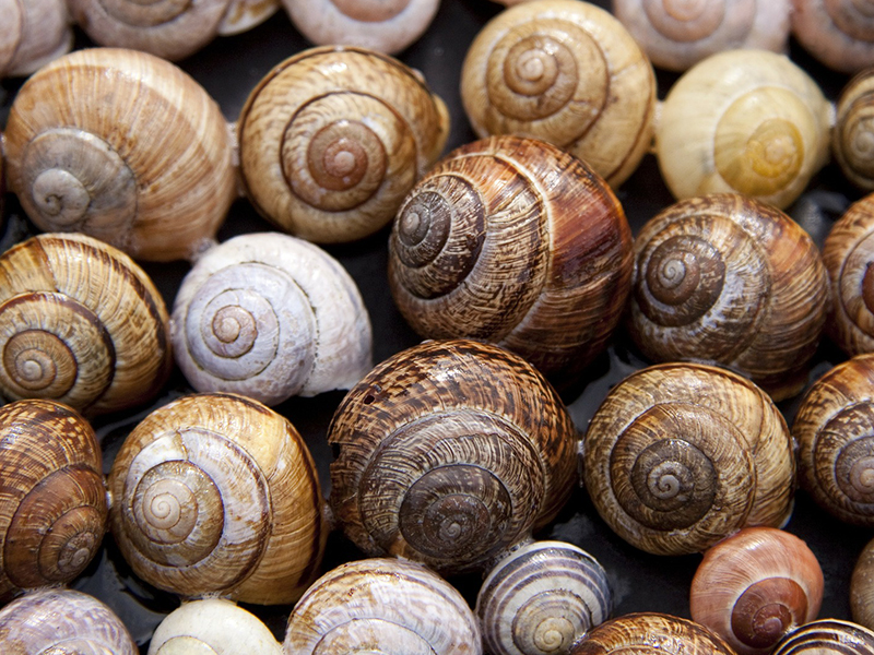 Are garden snails shellfish?
