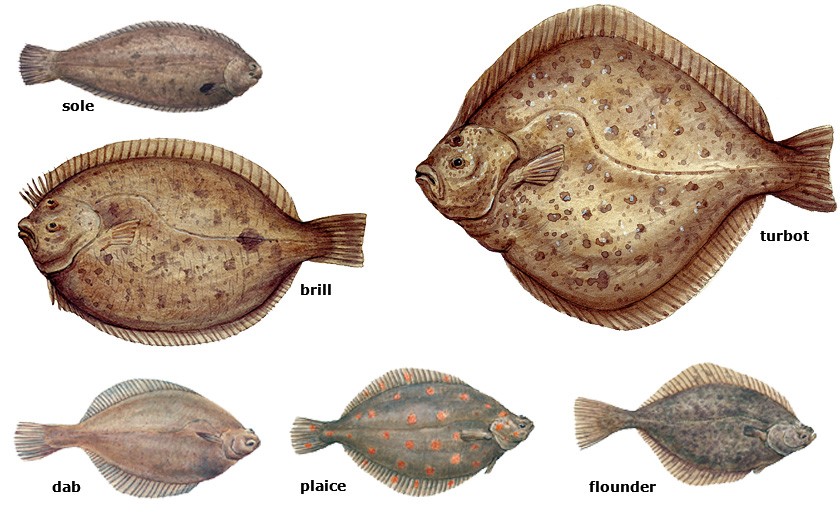 Are halibut born flat?