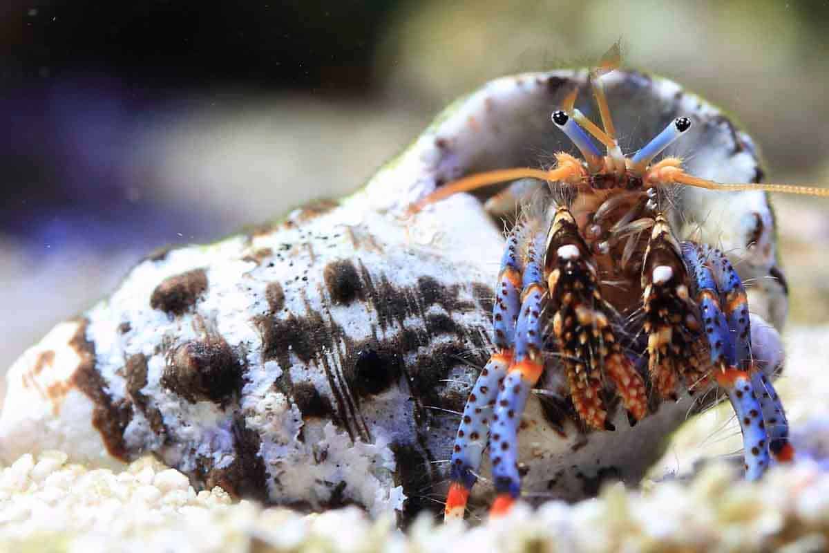 Are hermit crabs fully aquatic?