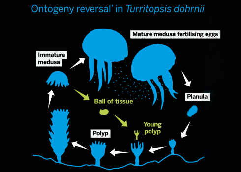 Are jellyfish biologically immortal?