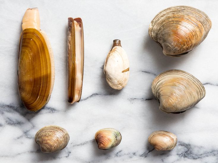 Are little neck clams the same as steamers? [2022] QAQooking.wiki