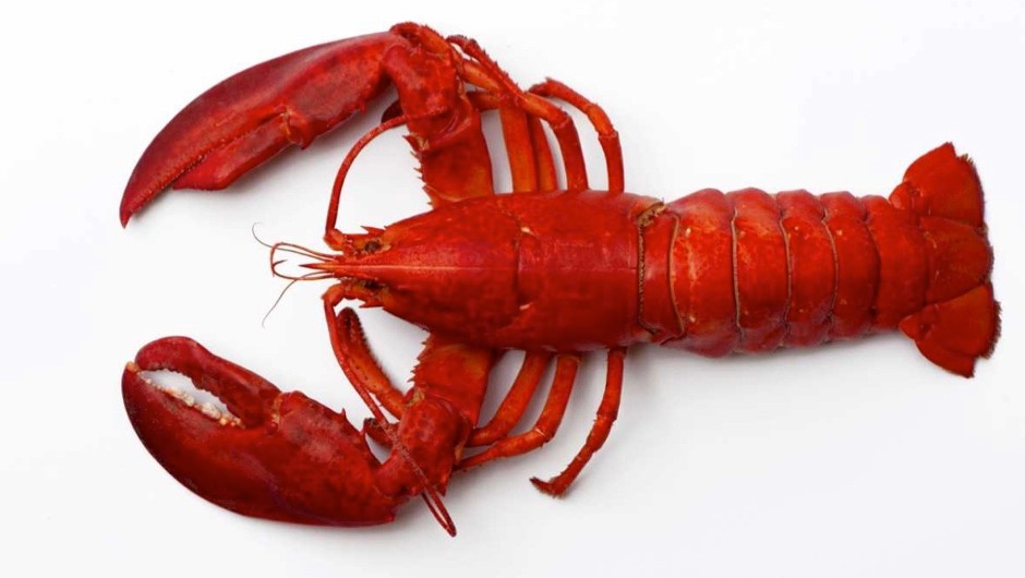 Are lobsters dangerous to eat?