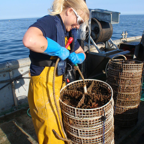 Are lobsters farmed in the UK?