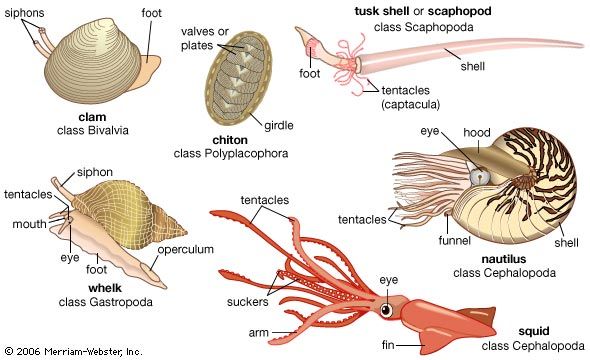 Are molluscs important to humans?