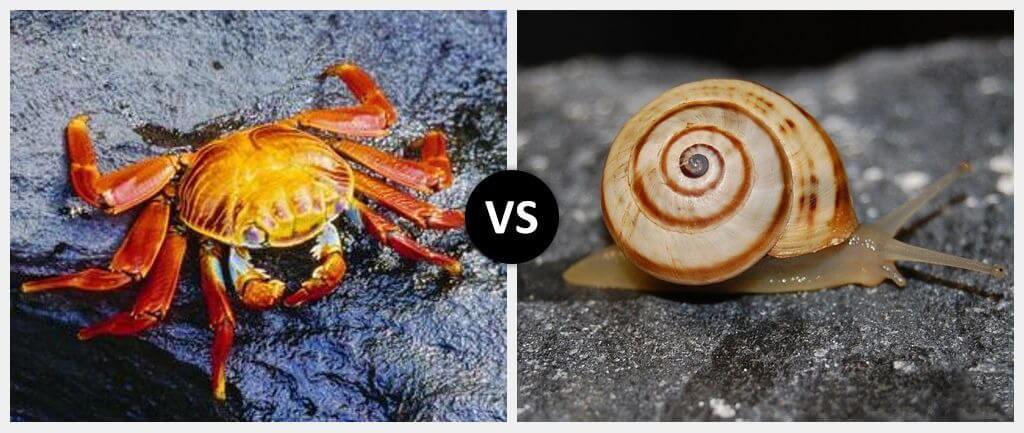 Are mollusks the same as crustaceans?