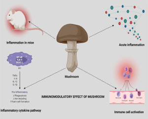 Are mushrooms an immunosuppressant?
