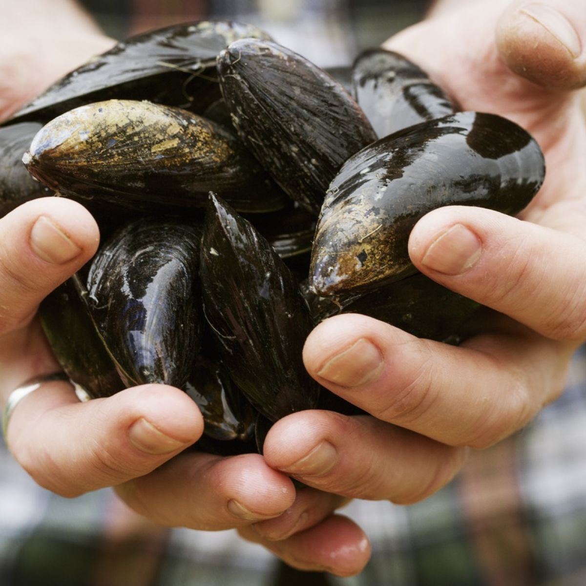 Are mussels alive when you buy them? [2022] QAQooking.wiki