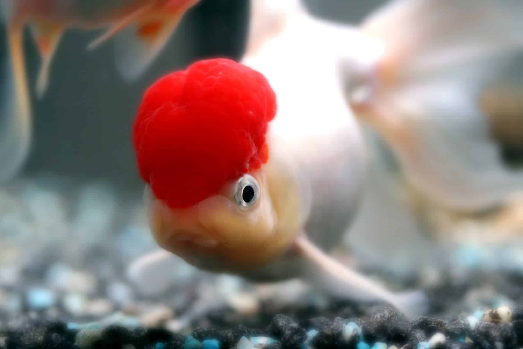 Are oranda goldfish good for beginners?