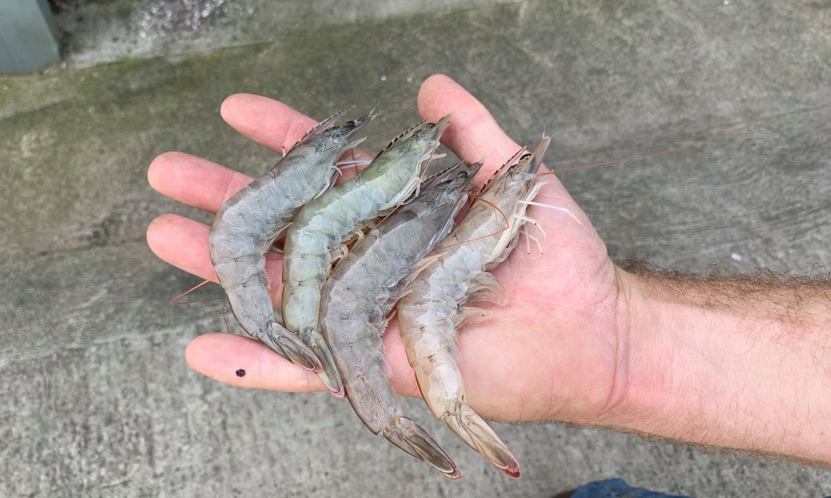 Are prawns caught in UK?