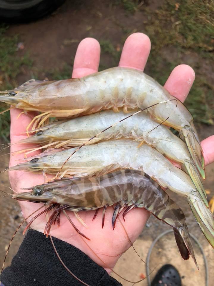Are prawns good for fishing?