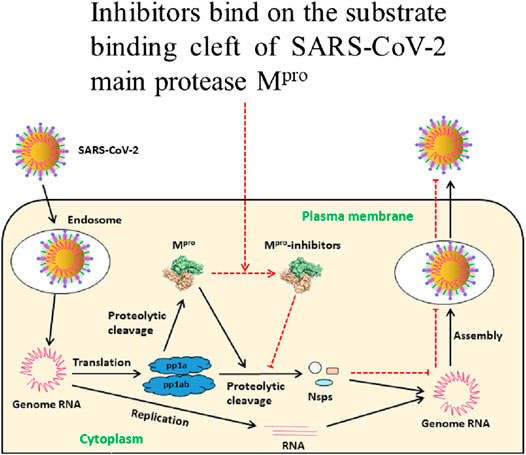 Are protease inhibitors safe?