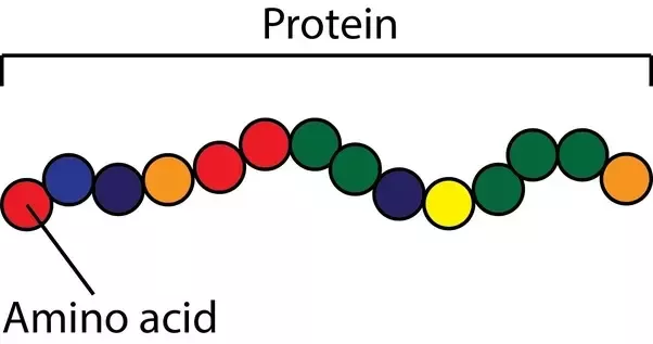 Are proteins and amino acids the same thing?