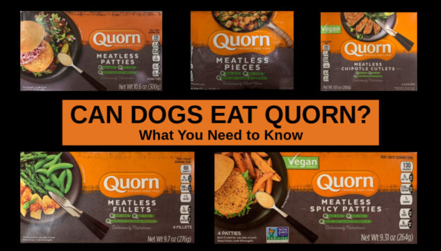Are Quorn sausages OK for dogs?