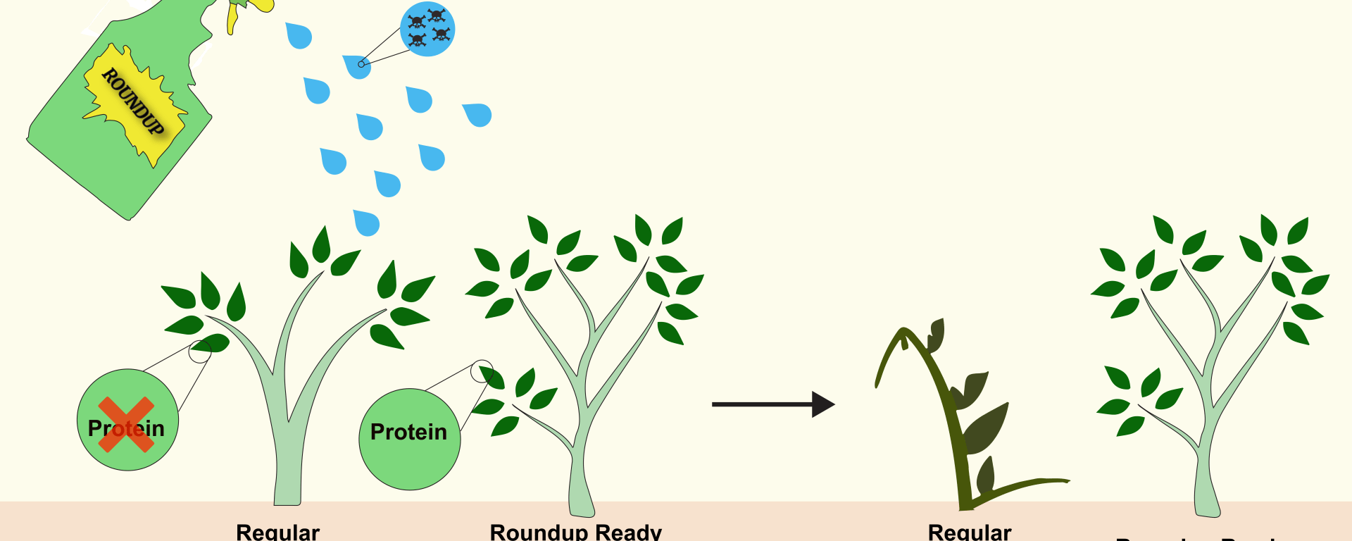 Are Roundup Ready soybeans safe?