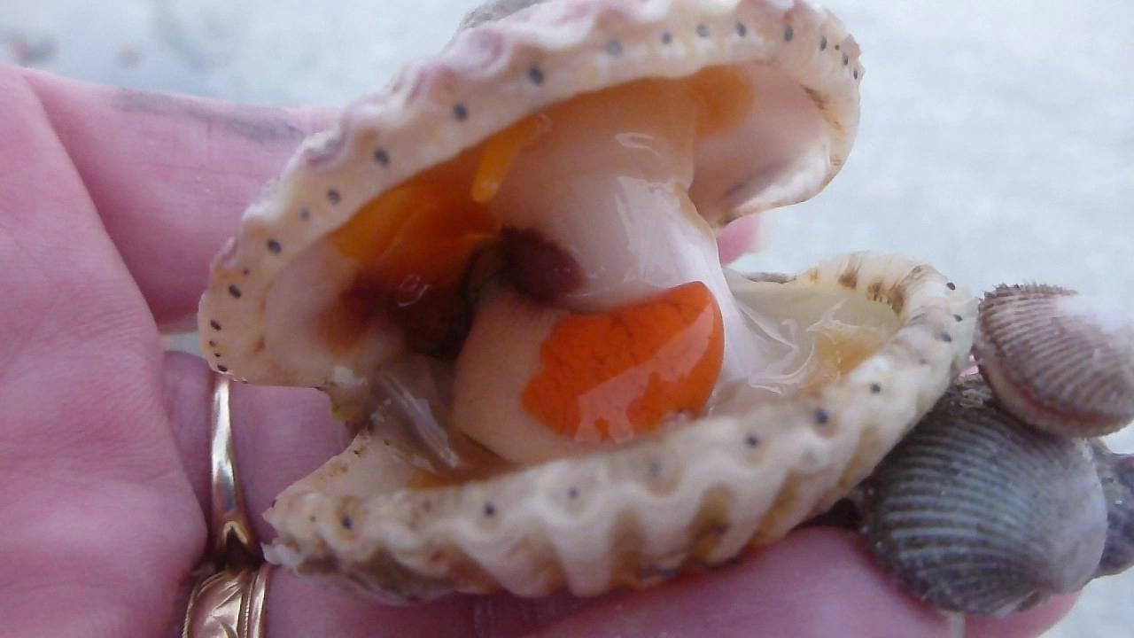 Are scallops alive when you buy them?