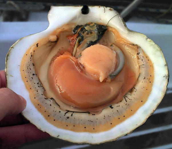 Are scallops edible?