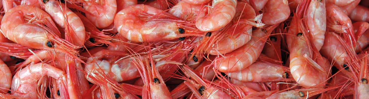 Are shrimp from India safe?