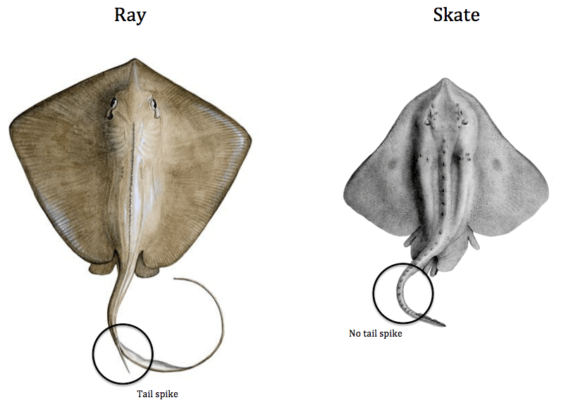 Are skate venomous?