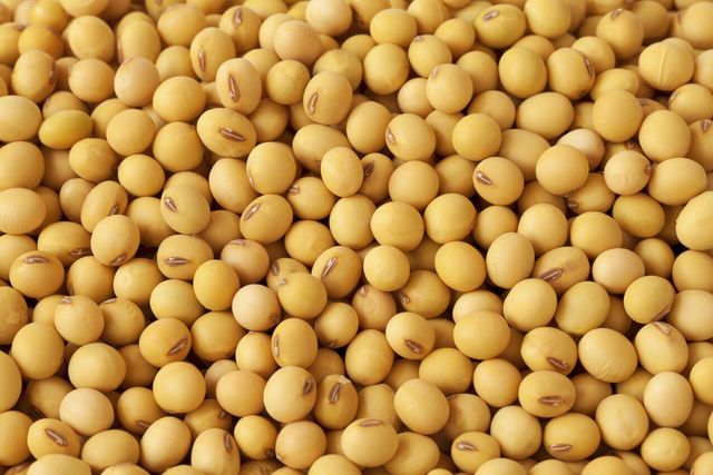 Are soy beans harmful?