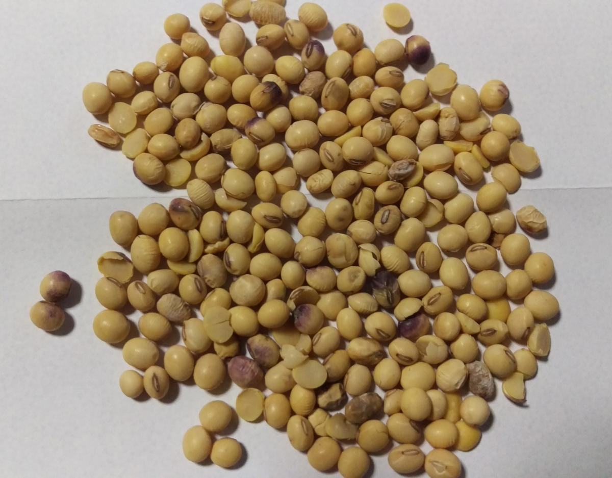 Are soybeans poisonous to cattle?