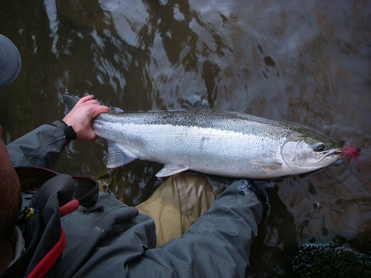 Are steelhead native to Washington?