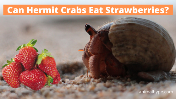 Are strawberries okay for hermit crabs?