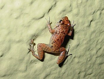 Are there any amphibians in the Cayman Islands?