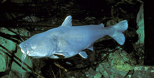 Are there blue catfish in the Columbia River?