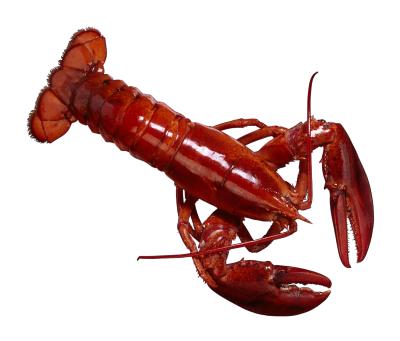 Are there lobsters in the Philippines?