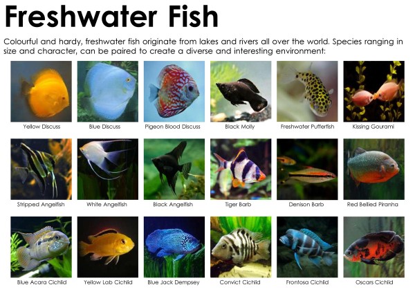 Are there more fish in freshwater or saltwater?