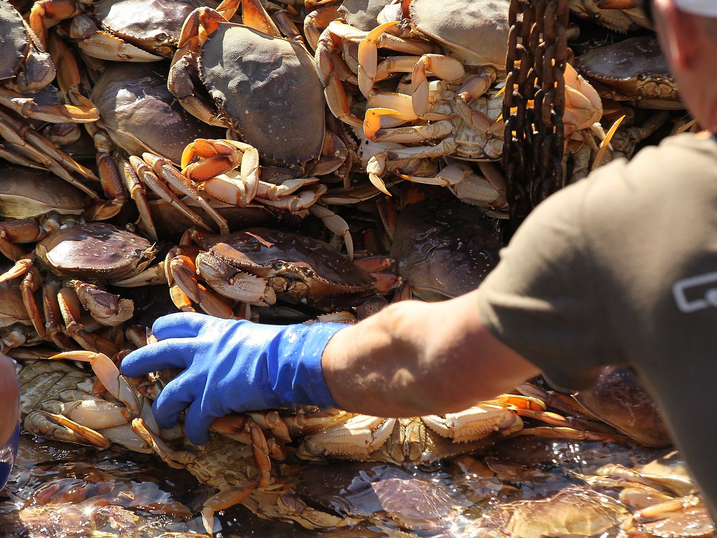 Are there poisonous crabs in California?