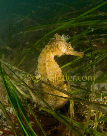 Are there seahorses in Puget Sound?